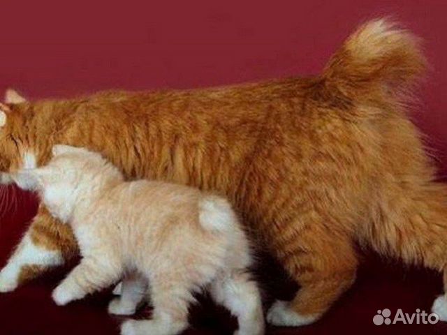 Курильский бобтейл