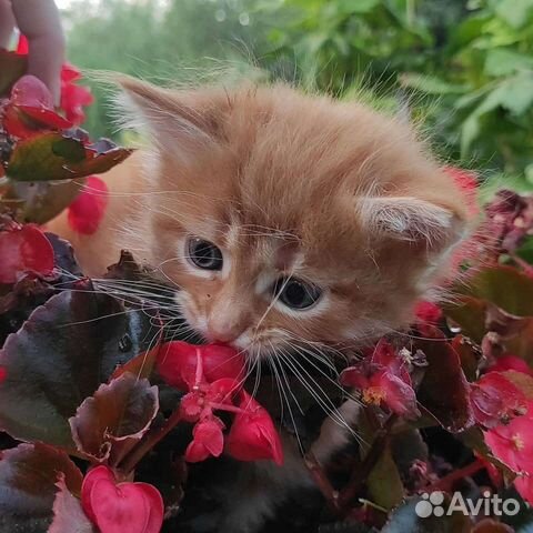 Крошка-Котенок в добрые руки