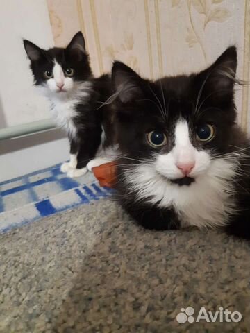 Котята ответственным заботливым людям
