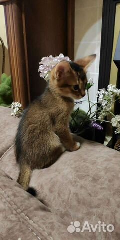 Абиссин котенок