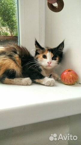 Отдадим котенка