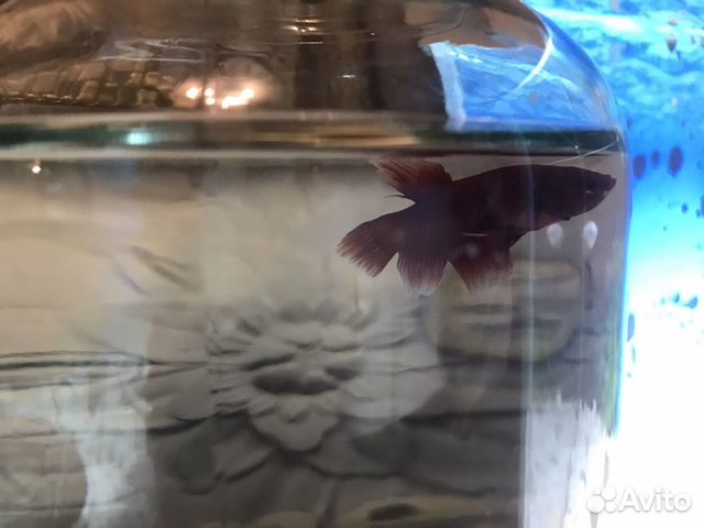 Рыбка курочка обмен