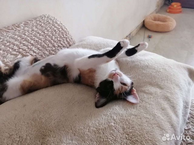 Бойкая котишка Фишка