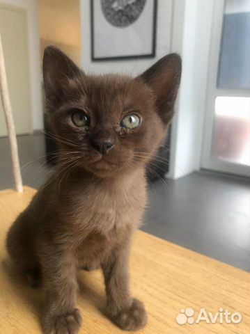 Бурманская