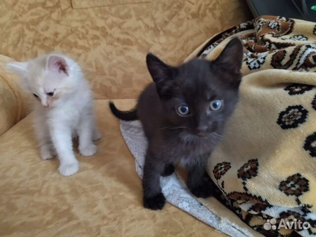 Шикарные пушистики мальчики