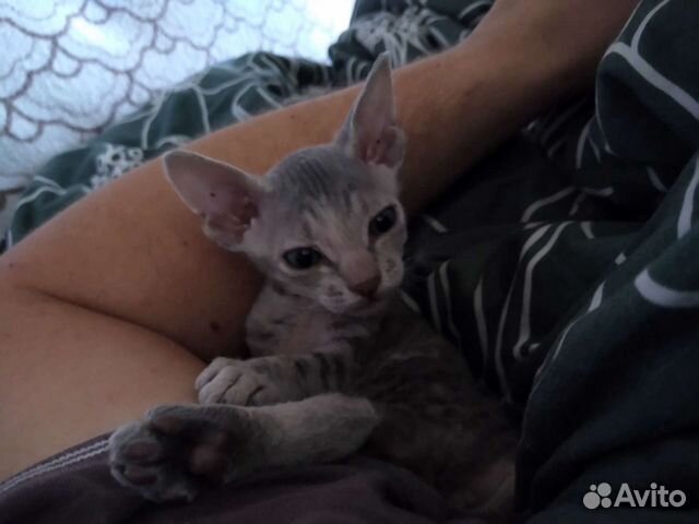 Отдам полусфинкса в добрые руки