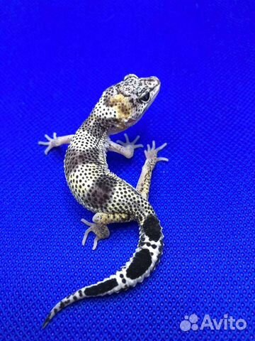 Эублефар Mack Snow Lemon Frost het Raptor