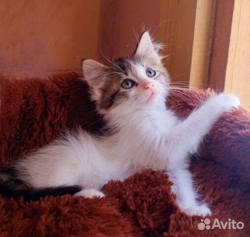 Котенок мальчик