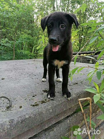 Щенок Кира в добрые руки