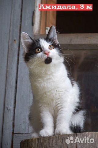 Котёнок амидала, дев., 3 мес., привита