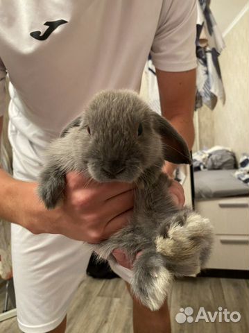Животные кролик