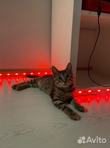 Котенок девочка Мурлыка