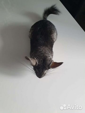 Продам шиншиллу мальчик 3 года