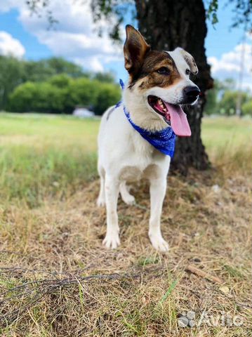 Молодая и весёлая Олли, отдам в хорошие руки