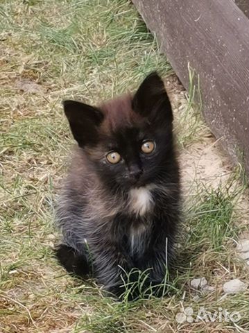 Котята отдам в добрые руки бесплатно