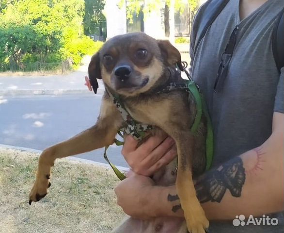 Маленькая собачка Иззи в добрые руки