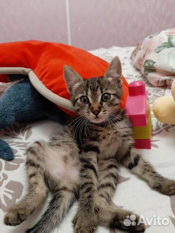 Котенок в добрые руки