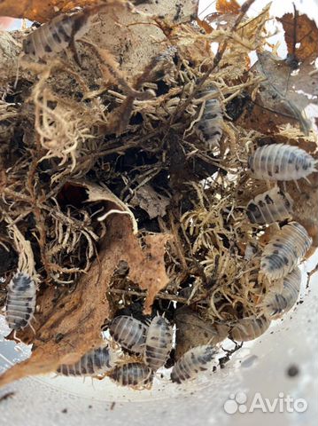 Мокрицы Коровки Porcellio laevis Dairy Cow