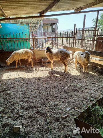 Бараны и телята