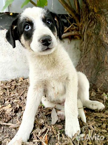 Щенки 2 мес. Срочное пристройство