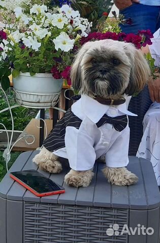 Ши-тцу вязка