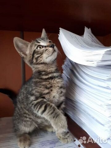 Веселые котята 2 мес