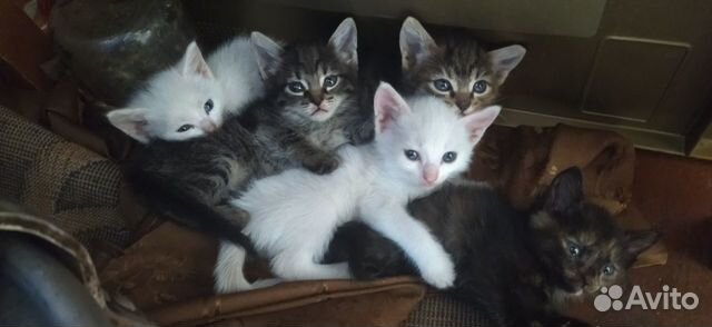 Отдам котят 1, 5 месяца от кошки крысоловки