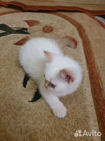 Шотладская кошечка