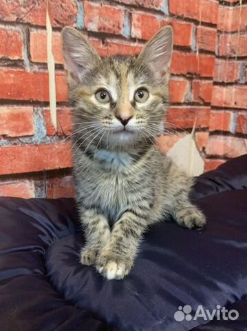 Котенок Сима 3 мес