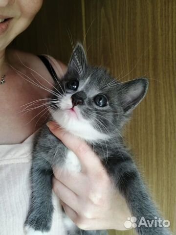 Котята в добрые руки бесплатно