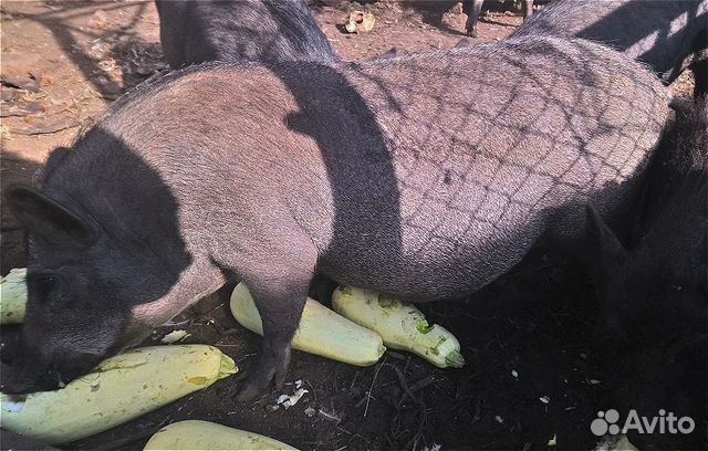 Вьетнамские свиноматки и поросята