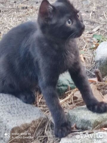 Маленькие грациозные пантерки с медовыми глазами