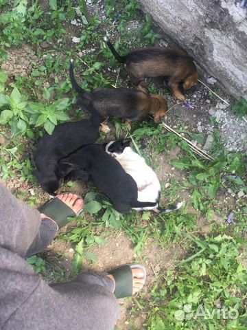 Отдам в добрые руки