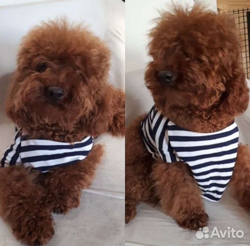 Красный той-пудель