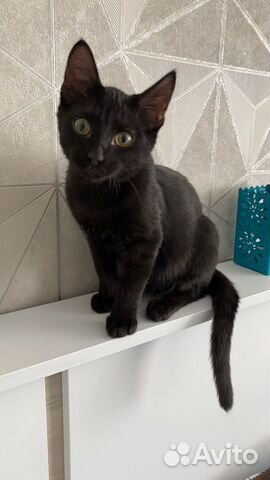 Кошка 5месяцев