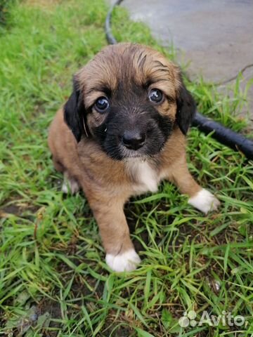 Отдам даром милейших щенят