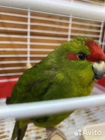 Попугай какарик птенец