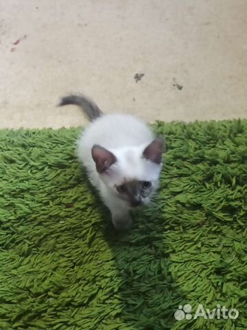Сиамские котята
