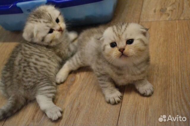 Шотландские котята вискас