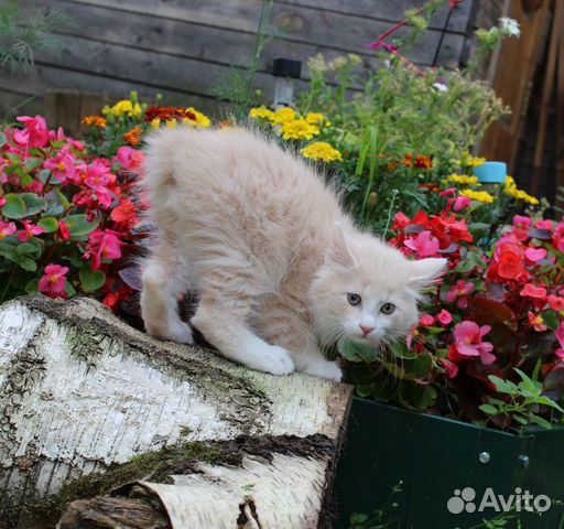 Котики, курильские бобтейлы, нежные и ласковые