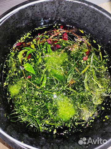 Аквариумные растения