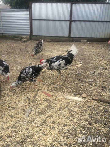 Молодые петушки