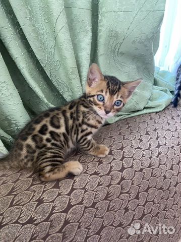 Бенгальские котята