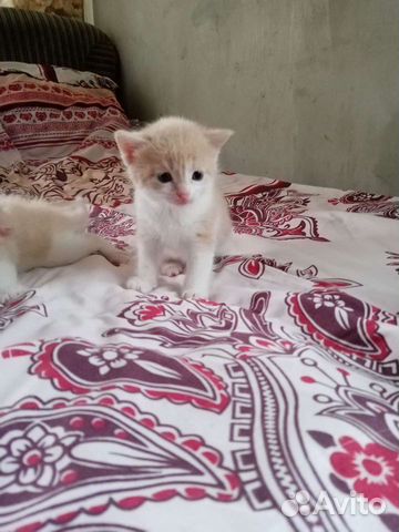 Сибирская кошка