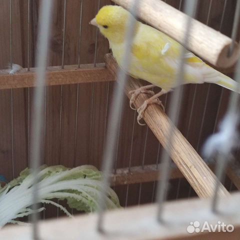 Кенар поющий