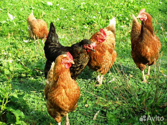 Куры несушки продам