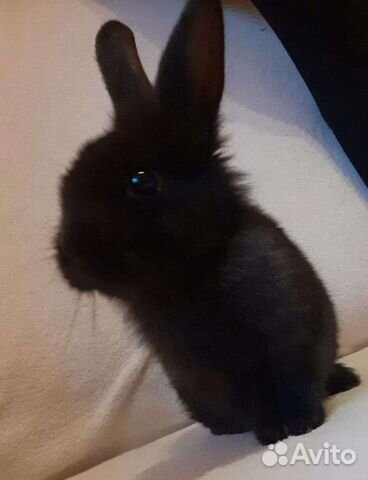 Декоративный кролик