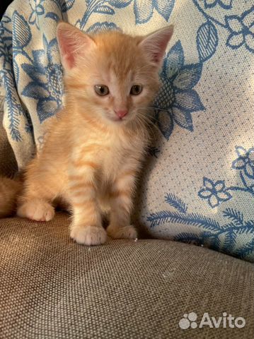 Котята суперкотята милые рыжие котята отдам в добр