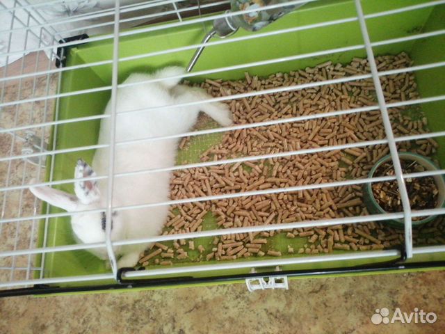 Продою кролика