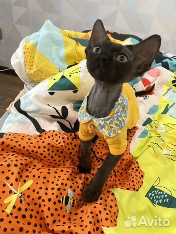 Котята девон-рекс